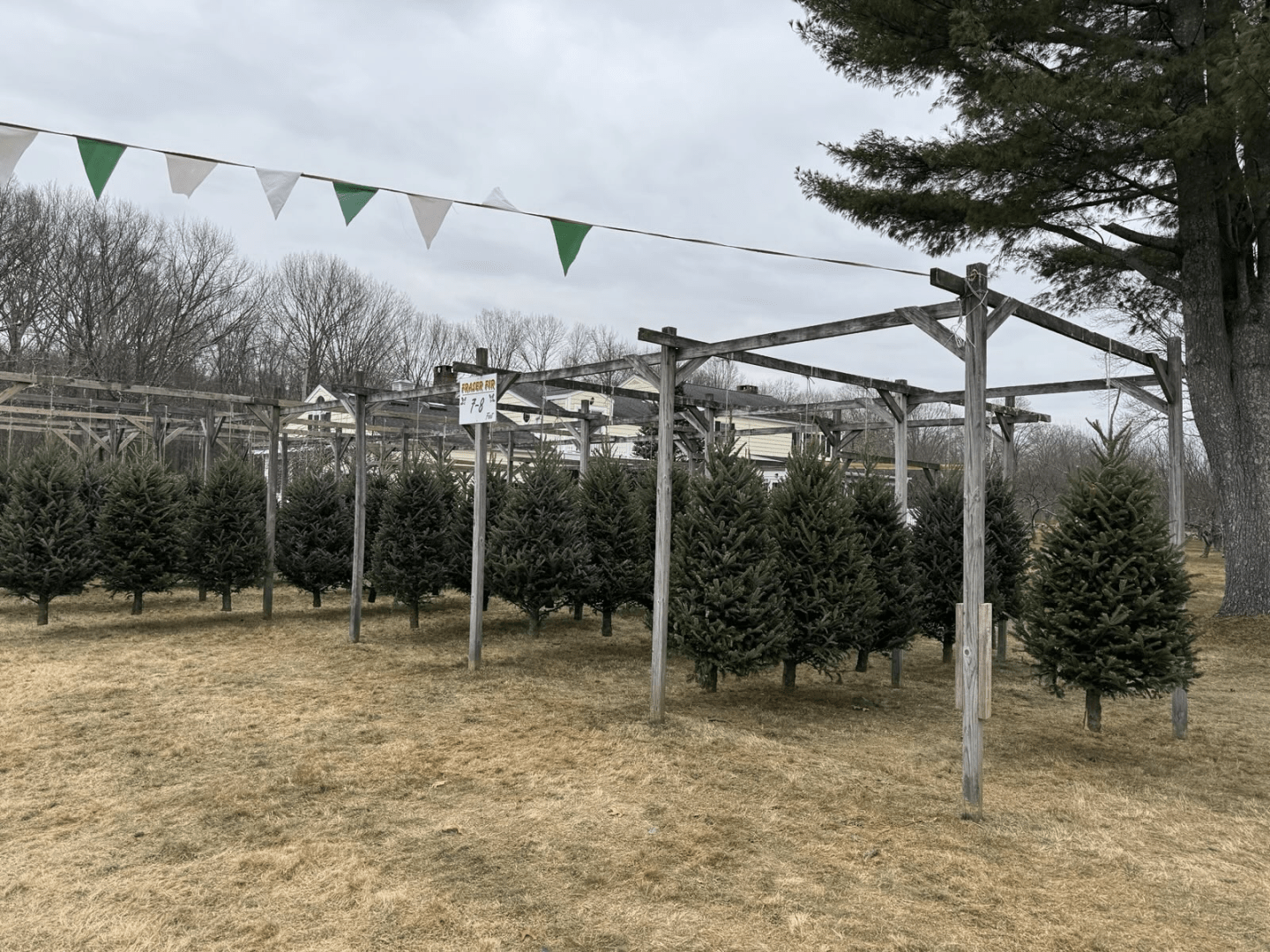 Ganim’s Tree Farm – A Bucolic Scene fit for a Hallmark Christmas Movie ...